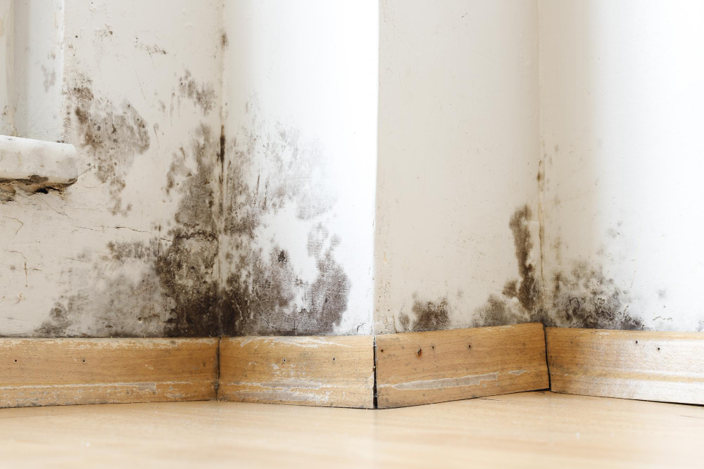 Understanding the Risks of Mould in Your Home